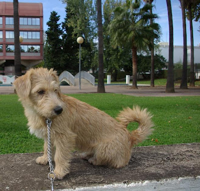 NOBLE GALGO: PRECIOSA! Didi: cachorra x Teckel, necesita un hogar ...