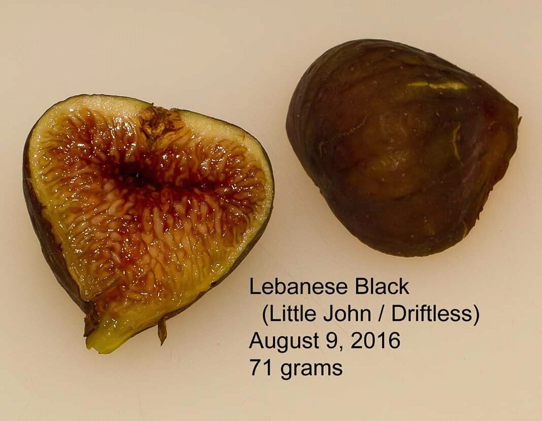 Lebanese black Fig - Var Tin
