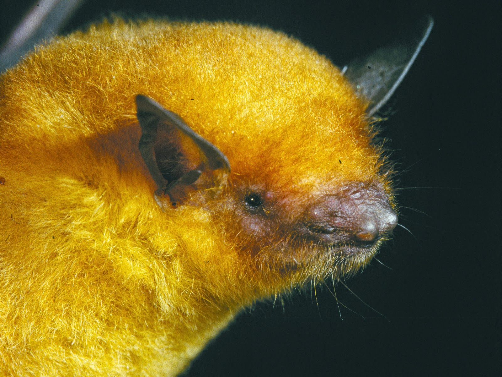 Species New to Science: [Mammalogy • 2014] Myotis midastactus | Golden ...