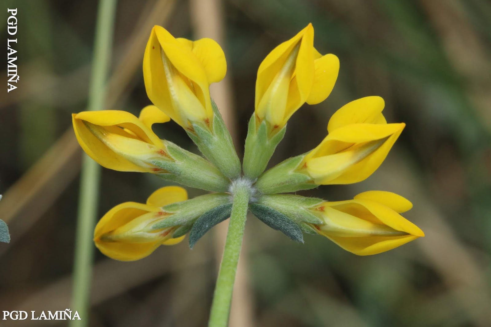 LOTUS CRETICUS. cuernecillo de mar