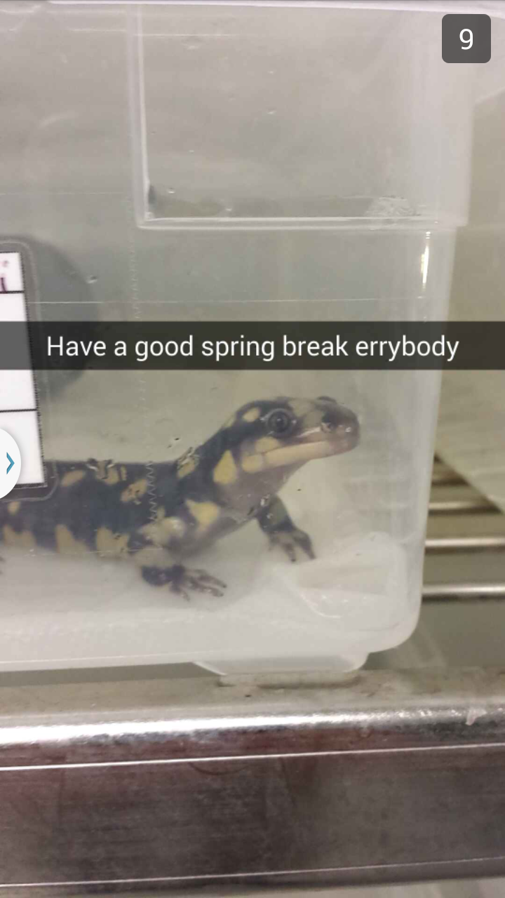 Salamander-Shmalamander