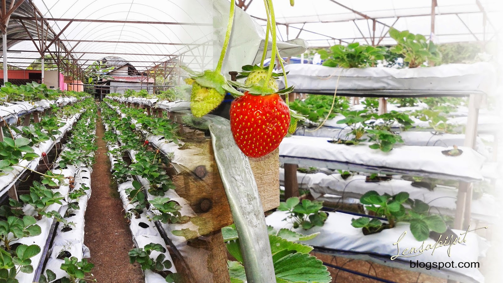 Lensa Pijut: Dari Lensa Pijut - Trip Cameron Highland - YZ Agro Farm ...