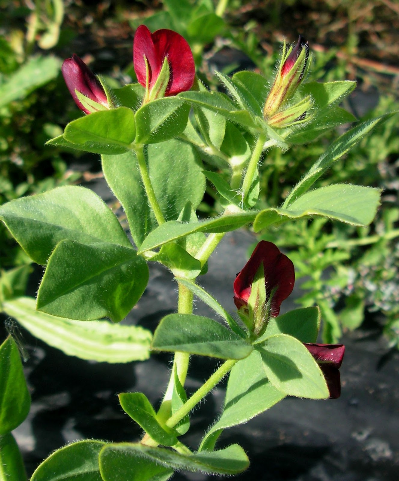 Herkkusuun lautasella Ruokablogi: Yrjölän marjatila