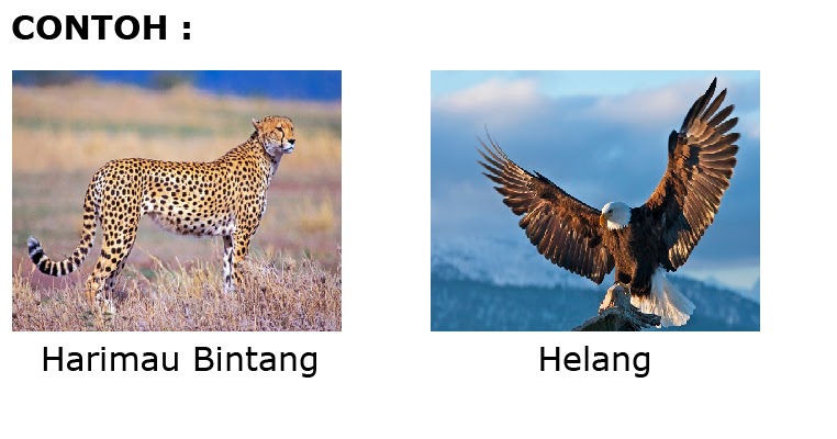 Sains Perisa Mint - contoh haiwan intraspesies