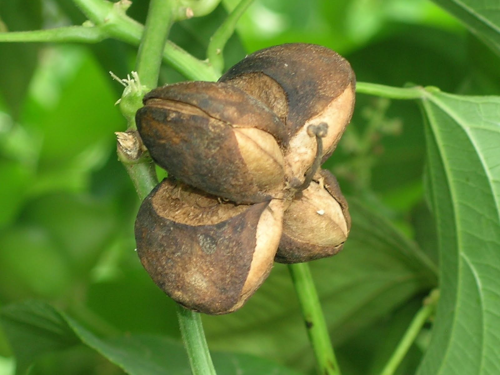 Sacha Inchi para el mundo: IMÁGENES DEL SACHA INCHI