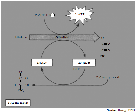 Bagan Siklus Tahapan Reaksi Fermentasi Alkohol Dan Asam Laktat Pada Proses Respirasi Anaerob ...