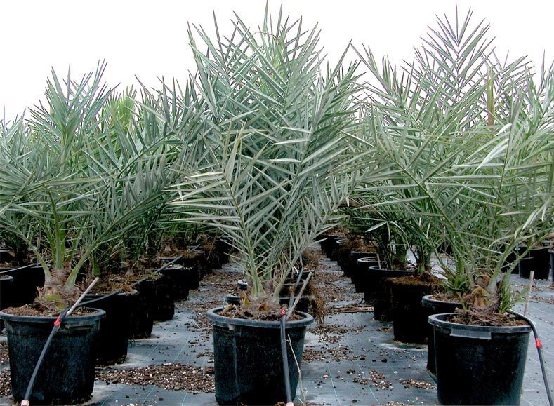 Curmal (Phoenix dactylifera)