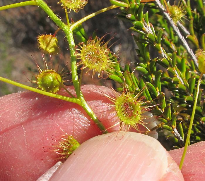 Esperance Wildflowers: Drosera macrantha subsp. macrantha – Bridal ...
