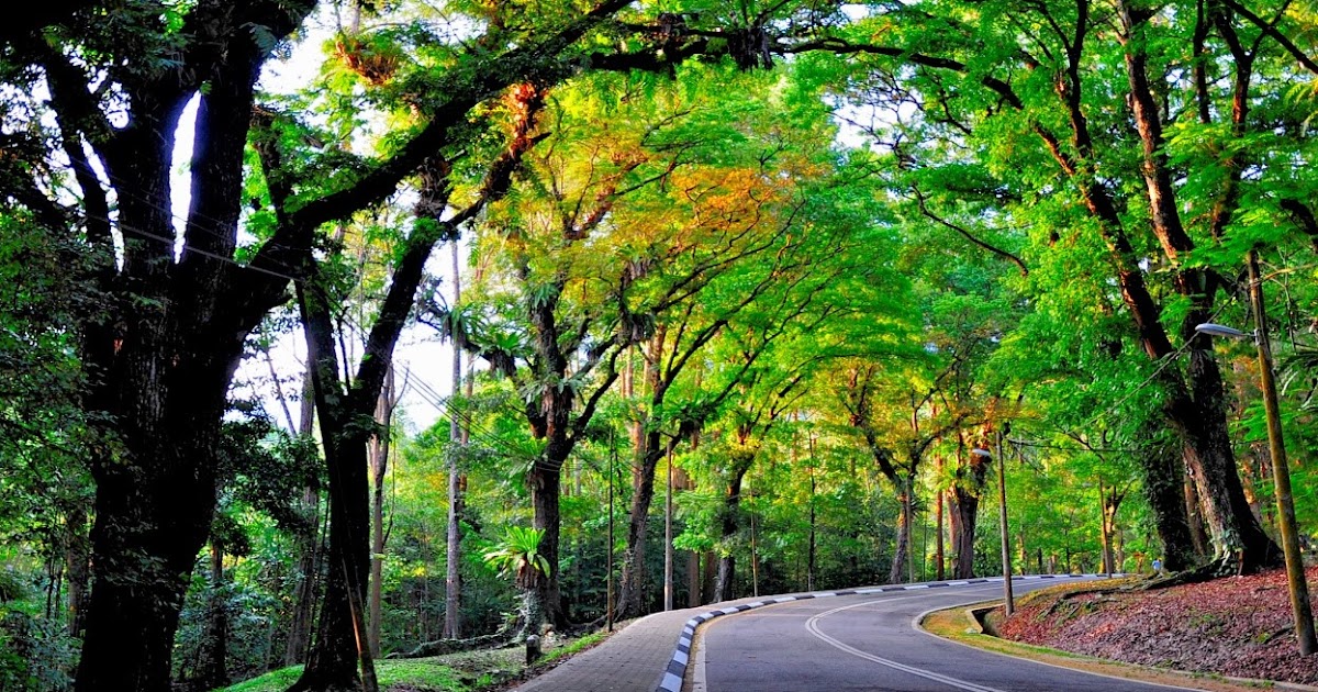 Forest Research Institute Malaysia (FRIM): Activities in FRIM