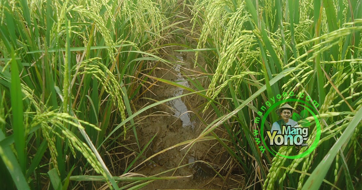 Bulir padi padat berisi, panen berlimpah dan harga mahal adalah harapan ...