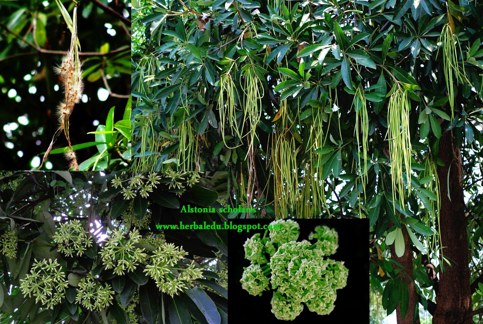 Alstonia scholaris - Ruk attana - රැක්කත්තන - Herbal Plants of Asia