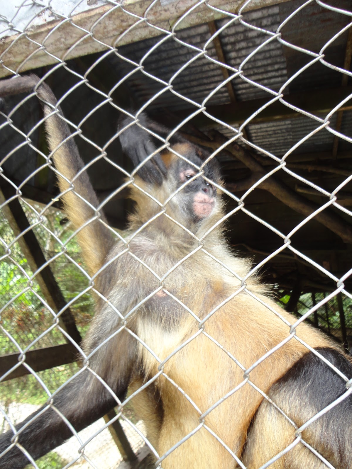 Costa Rica Kisa: Trip to San Carlos to a Costa Rican Zoo/ Rescue Center