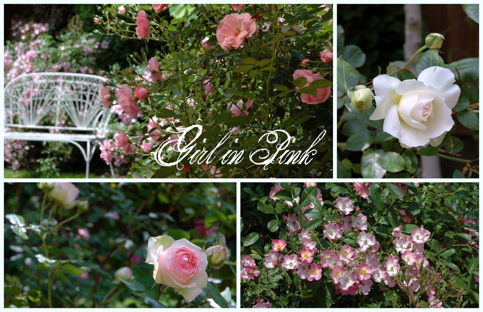 Girl in Pink: Booth Display Update, Roses and Projects!