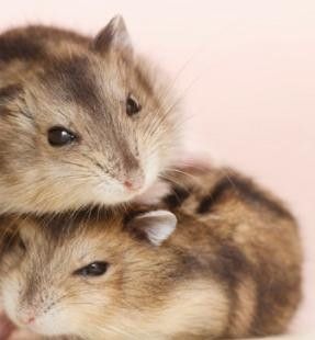 Hamster fight ~ Hamster Care and Advice