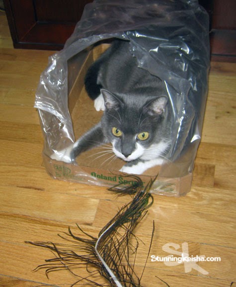 Cats of A Feather | Stunning Keisha