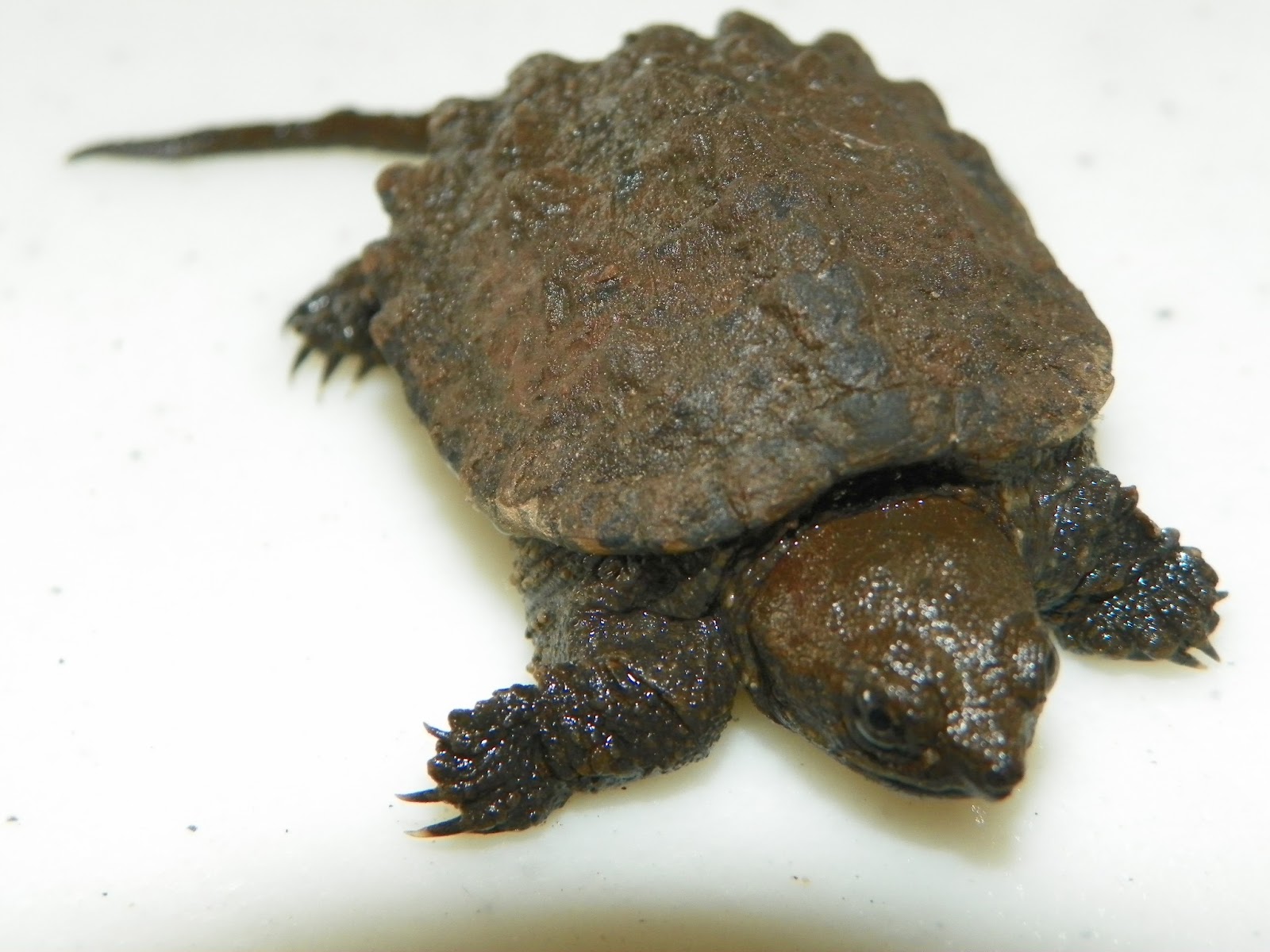 Dicky Bird's Nest : Tiny Baby Snapping Turtle