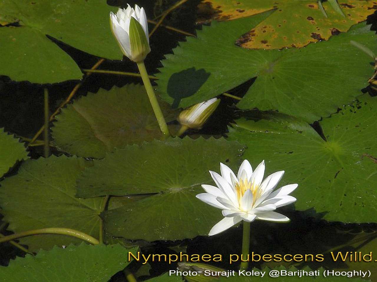 Medicinal Plants: Nymphaea pubescens Lotus Water lily kumuda