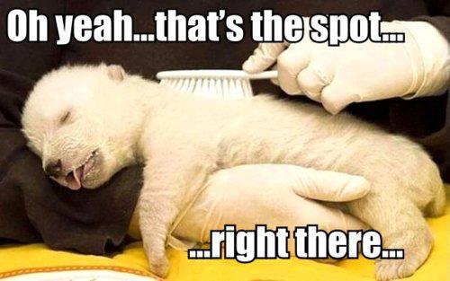 Funny Dog an itch - Unbound State | Humor , Funny Pictures and ...