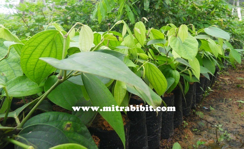 Jual Bibit Lada Perdu Super Unggul Lokasi Purworejo Jawa Tengah | Bibit ...