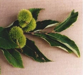 The Wheel & Distaff: Chinquapins