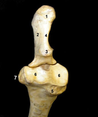 Anatomia Animal: Prática de Membros Torácicos (Rádio e Ulna)