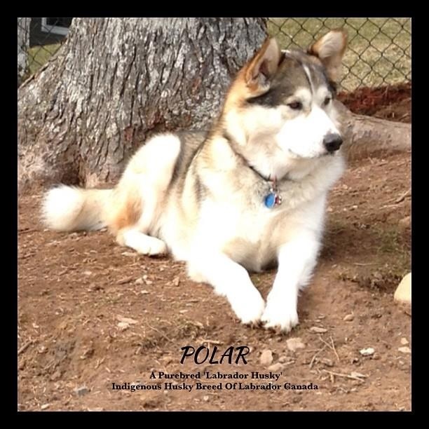 Here, There & Everwhere in Canadian Animal Rescue: The Process ...