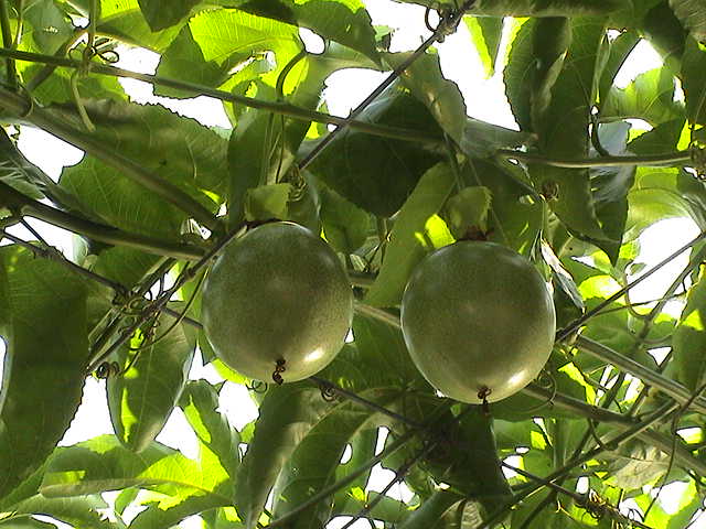 PEMELIHARAAN TANAMAN MARKISA - bursahargatv