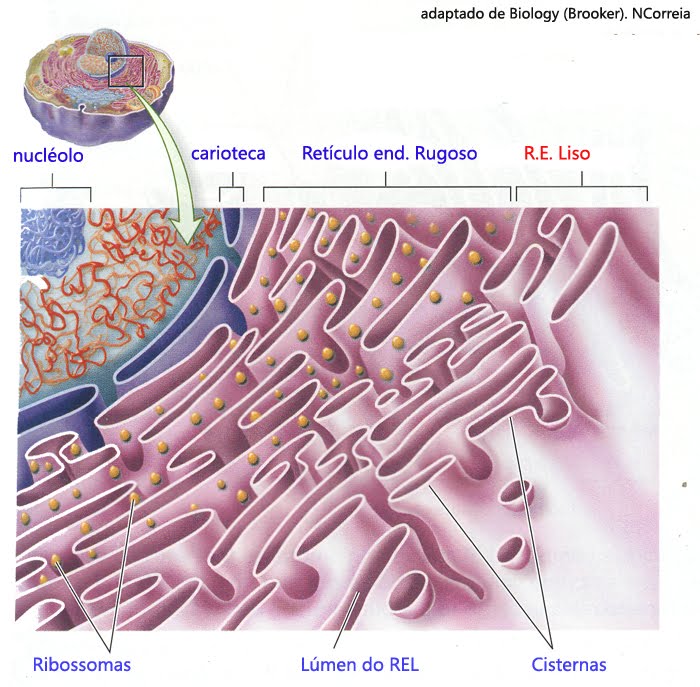 Natália Vieira: Retículo endoplasmatico