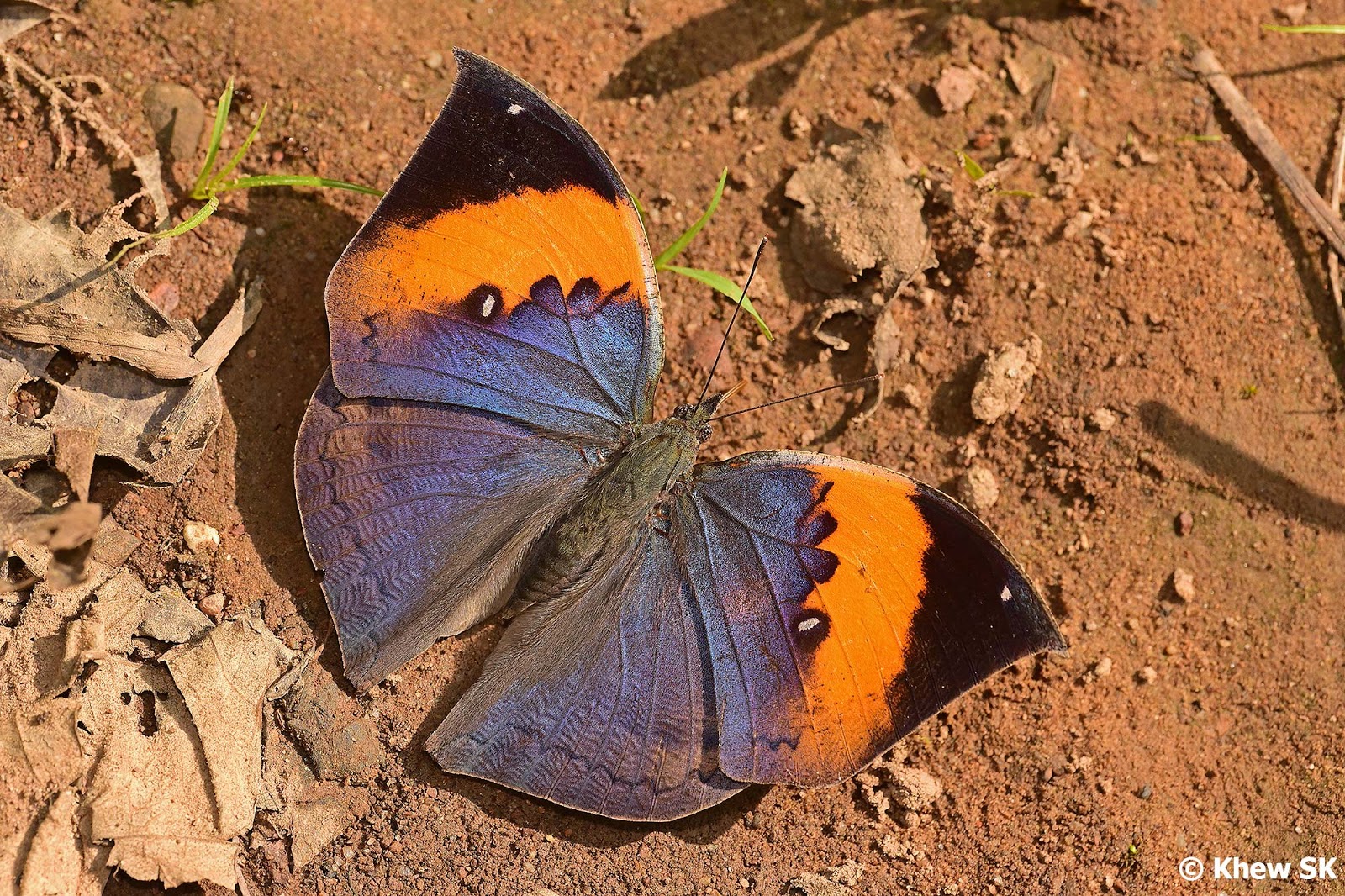 Butterflies of Singapore: Leafy Disguises