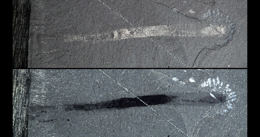 Life Before the Dinosaurs: Fieldia lanceolata.