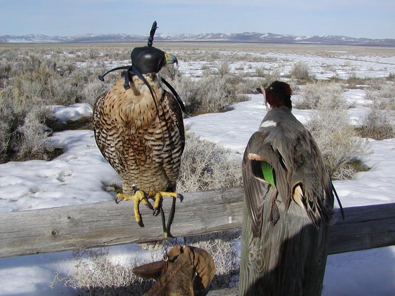 Modern American Falconry