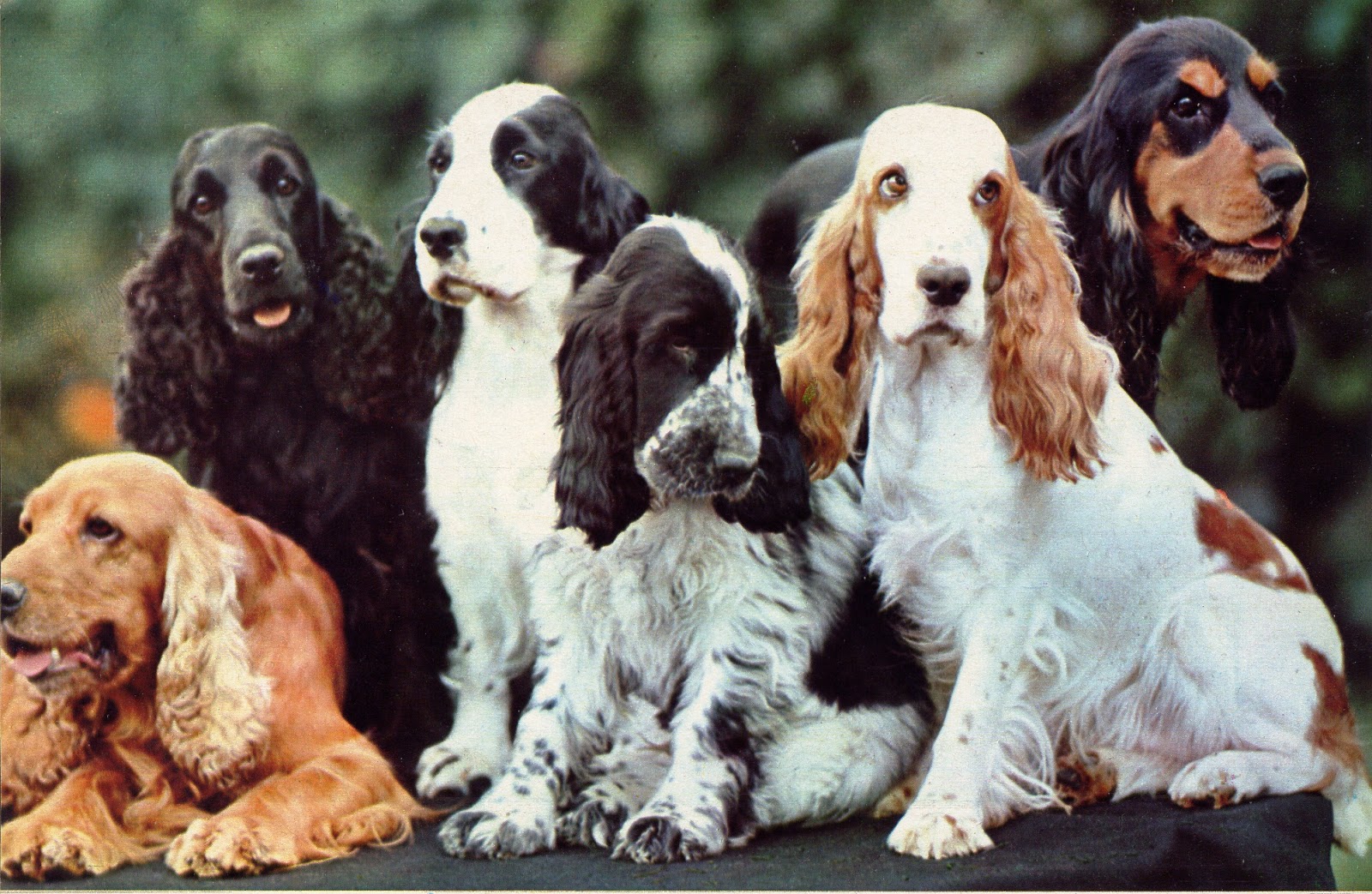 NUNCAJAMAS COCKER: HERENCIA DE LOS COLORES EN EL COCKER SPANIEL ...