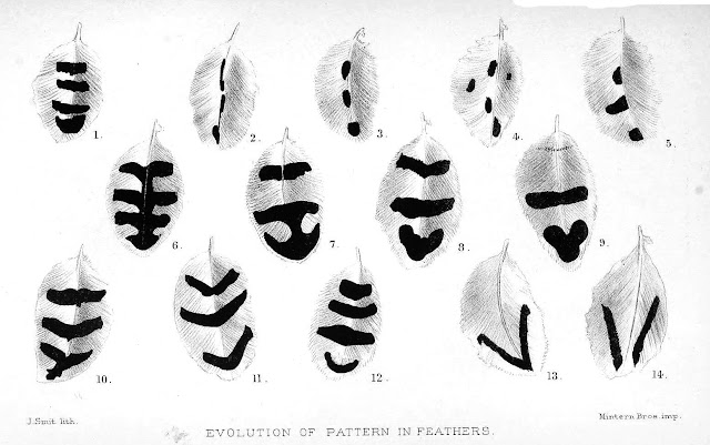 Catching Flies: Feather patterns