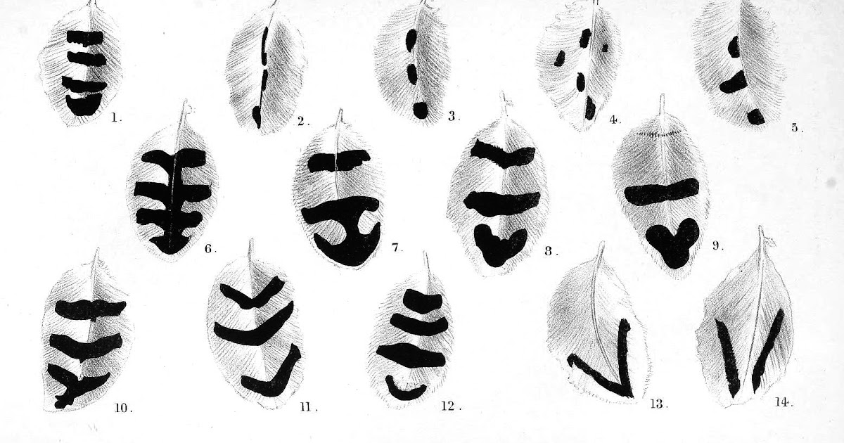 Catching Flies: Feather patterns