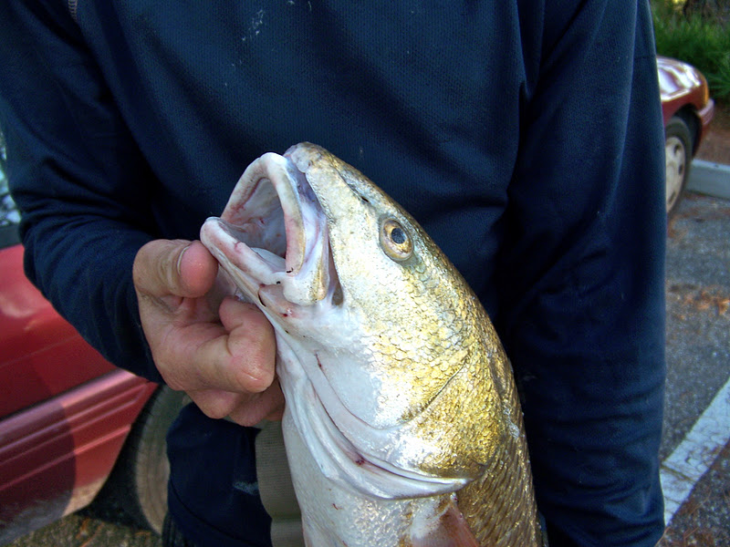 Our Nature: Seeing Red: Redfish!