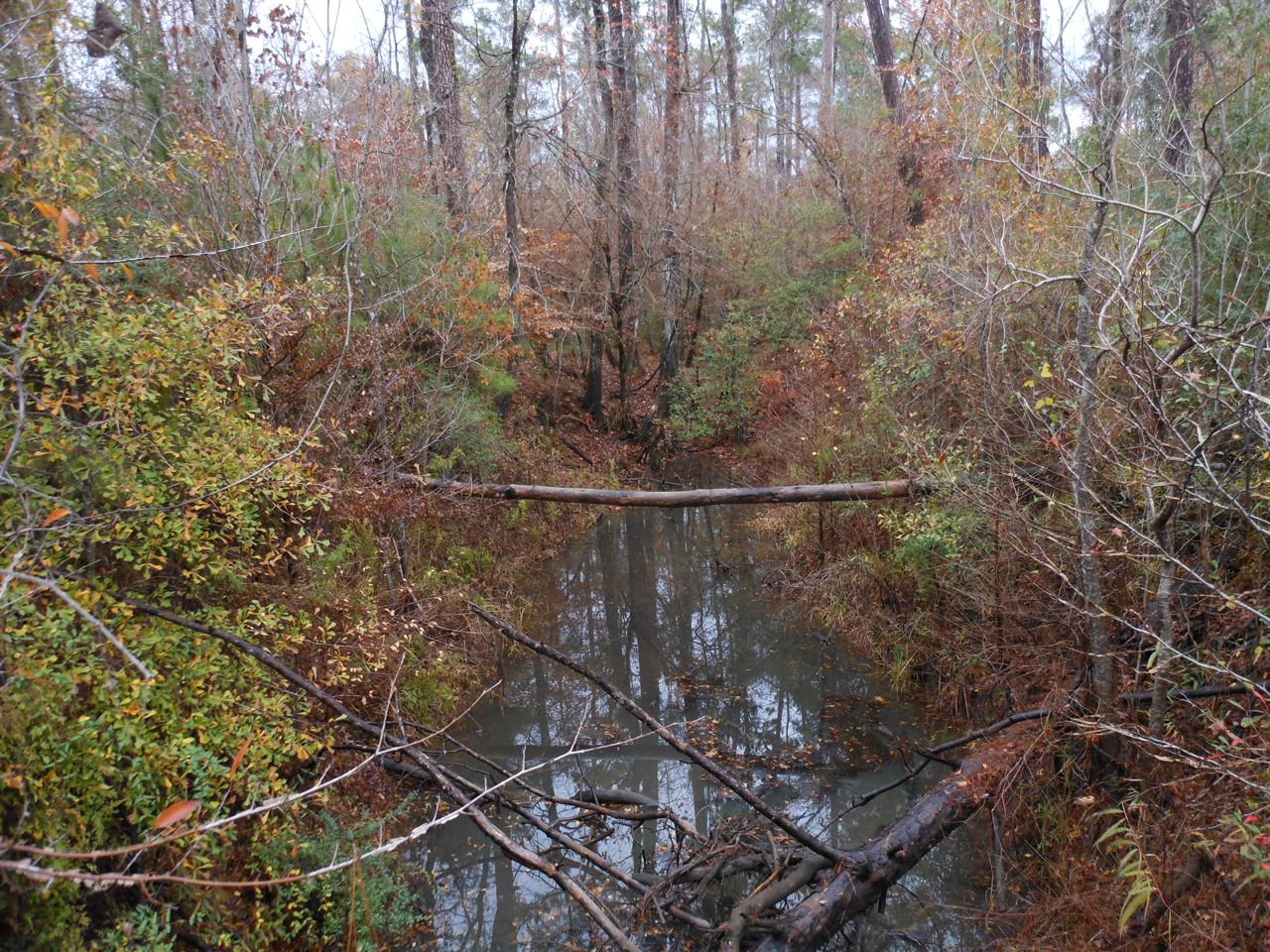 Bullwinkle's Travels: The Big Thicket
