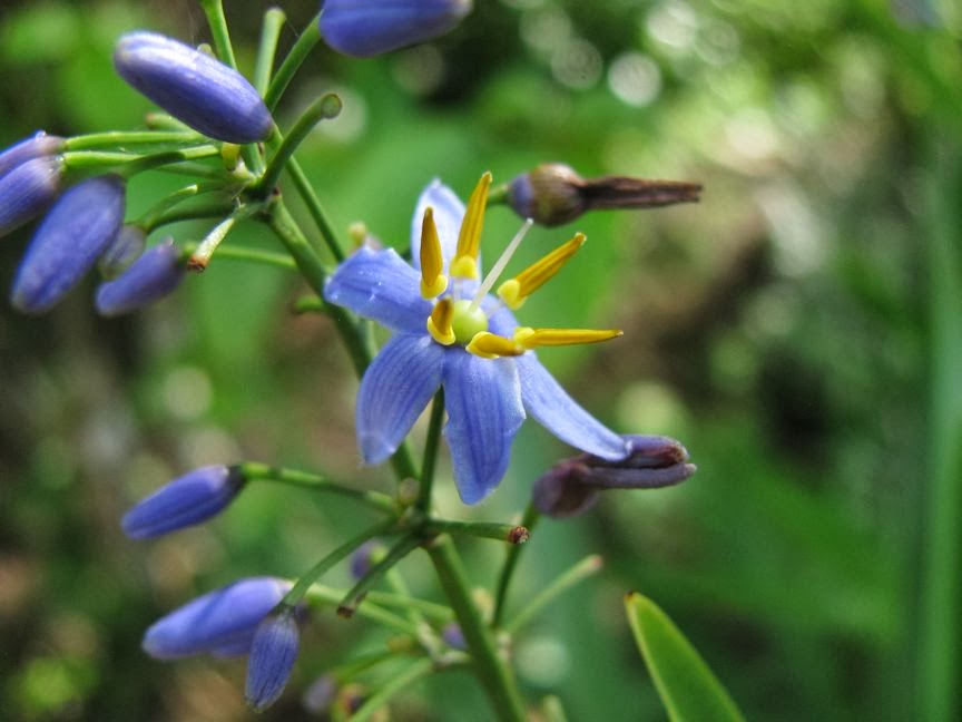 Flora and Fauna - Plants and Critters: Random flowers from Samoa