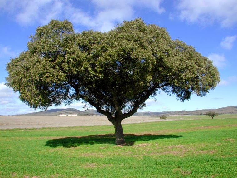 Arbol Hermano: Encina