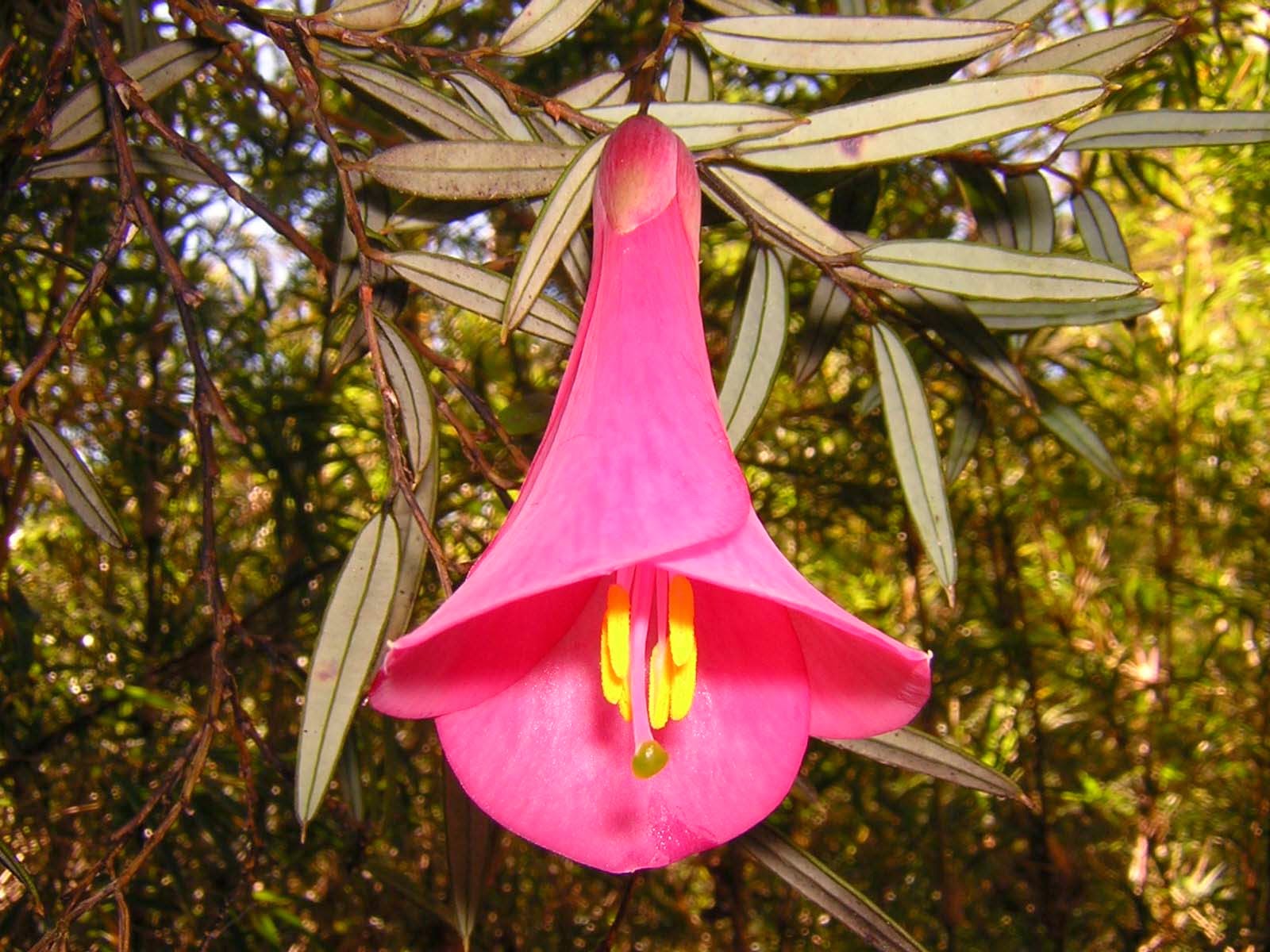 Bitacora de mi Chile: Coicopihue