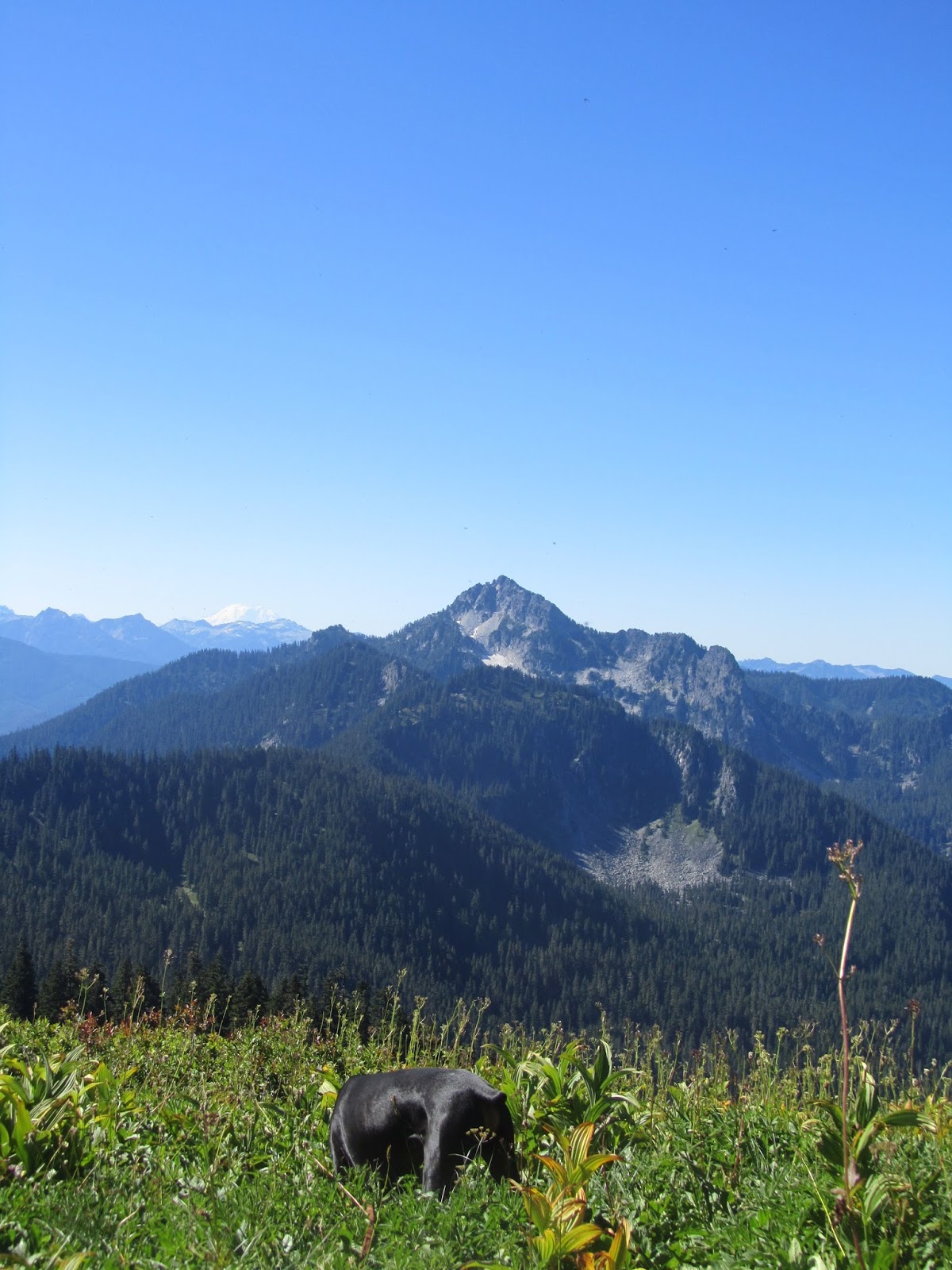 The Quilting Doberman: Johnson Ridge, Sunrise Mt, Scorpion Mt, Joan ...