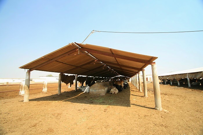 Dairy Farming: Buffalo Shed Pictures