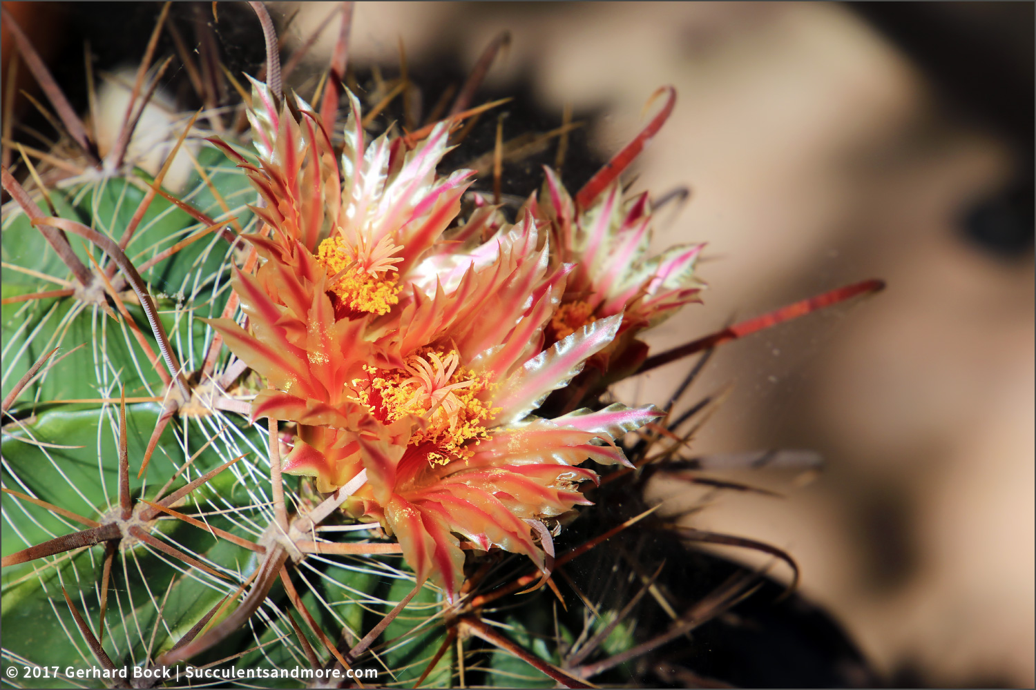 Cactus flowers brighten summer doldrums