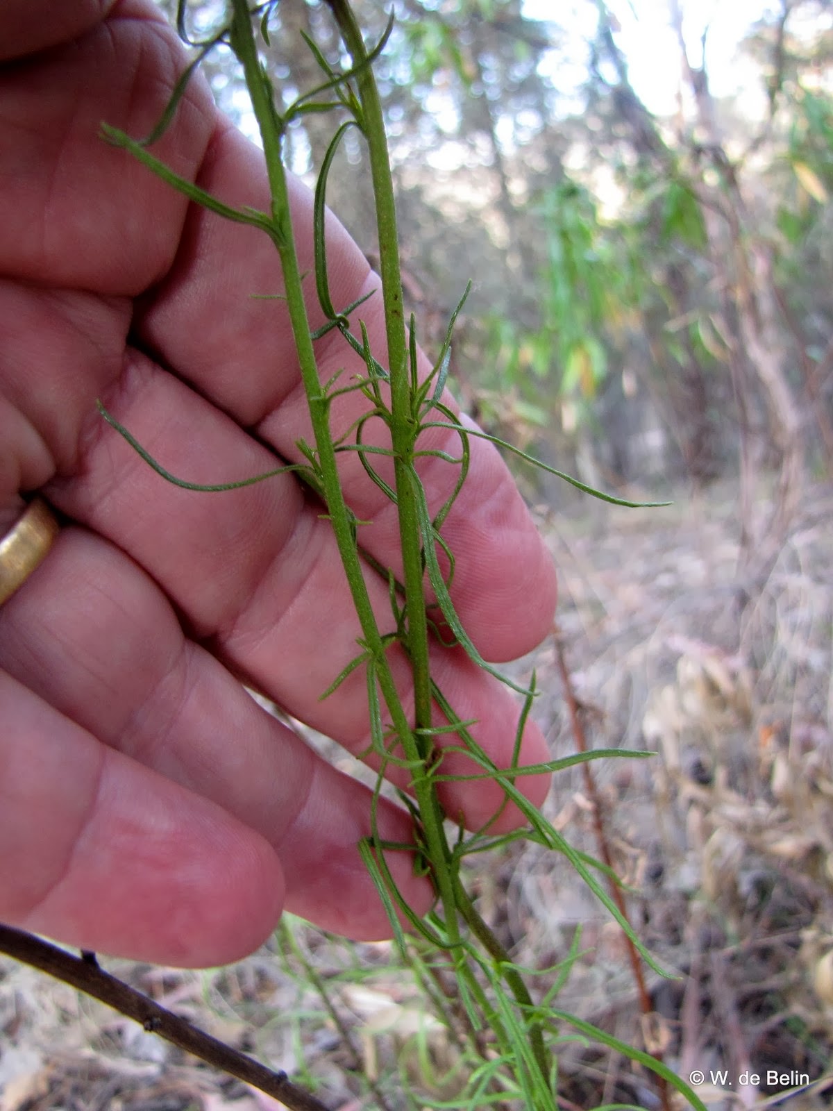 Sydney's Wildflowers and Native Plants: Xerochrysum viscosum - Sticky ...