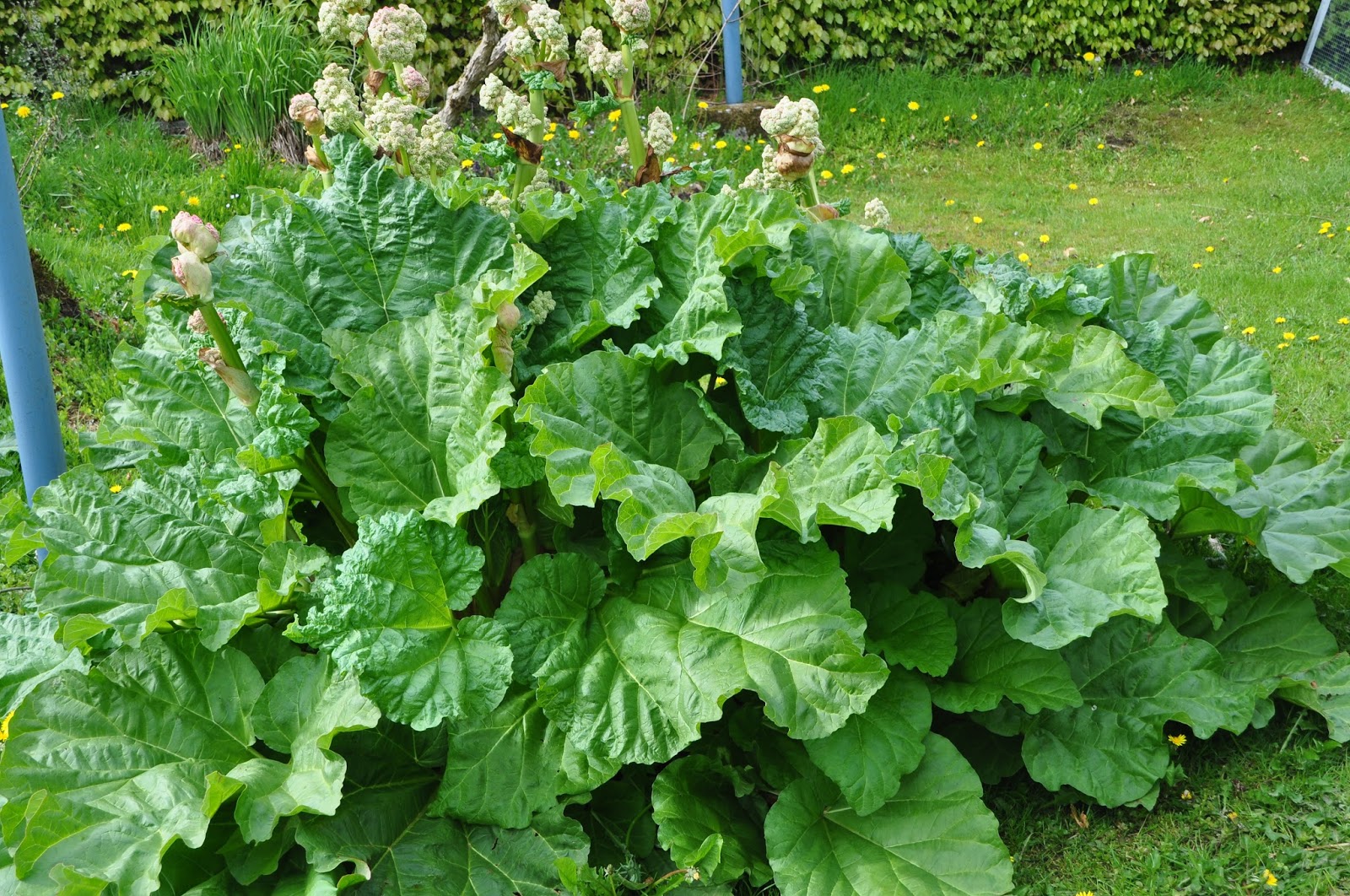 My Hopeless Garden: Rabarbra.