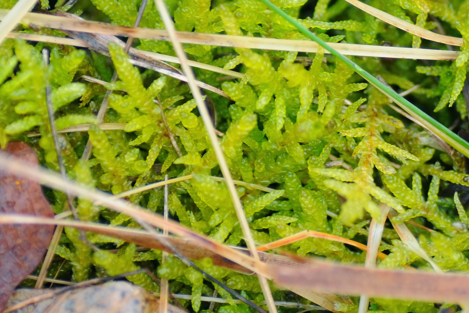 Bill's Birding: Of Moss and Birds