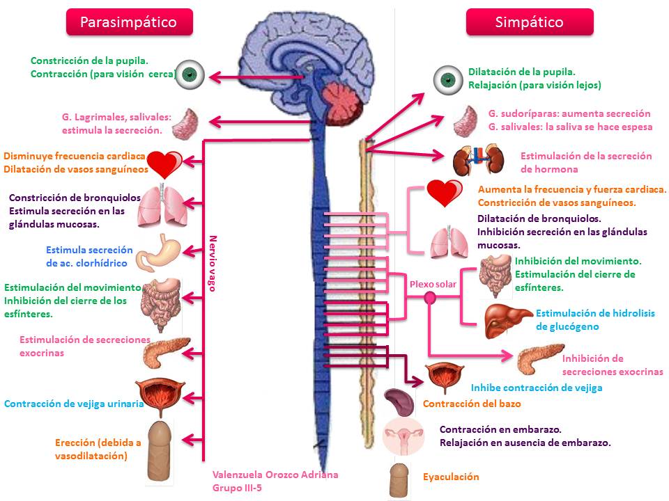 Adriana Valenzuela Orozco: Efectos simpáticos y parasimpáticos