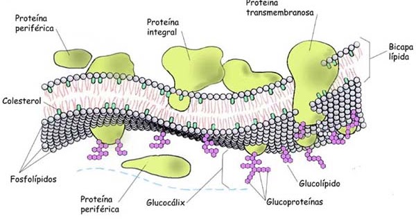BIOLOGÍA 3º SECUNDARIA: La membrana celular