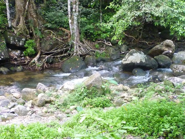Hitam Putih: Hutan Lipur Rekreasi Tupah