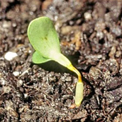 Fahamu ugonjwa wa kata kiuno (Damping off) na udhibiti wake