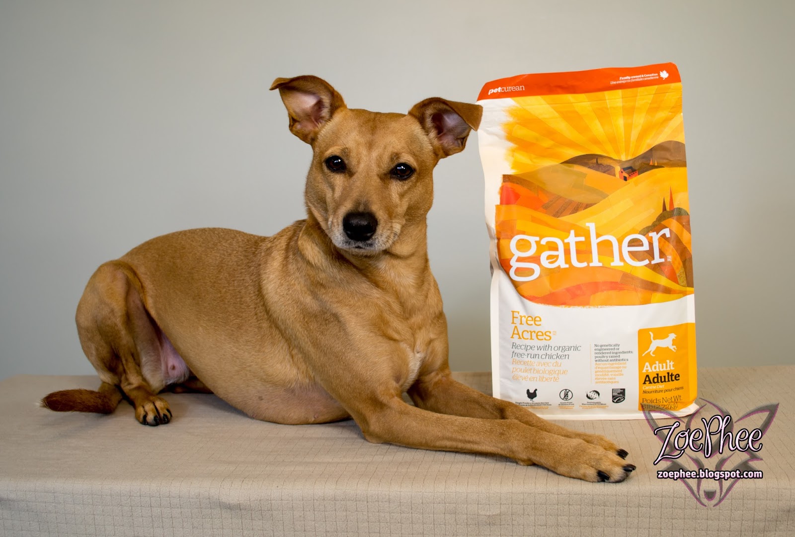 ZoePhee: Gather Dog Food by Petcurean Review!